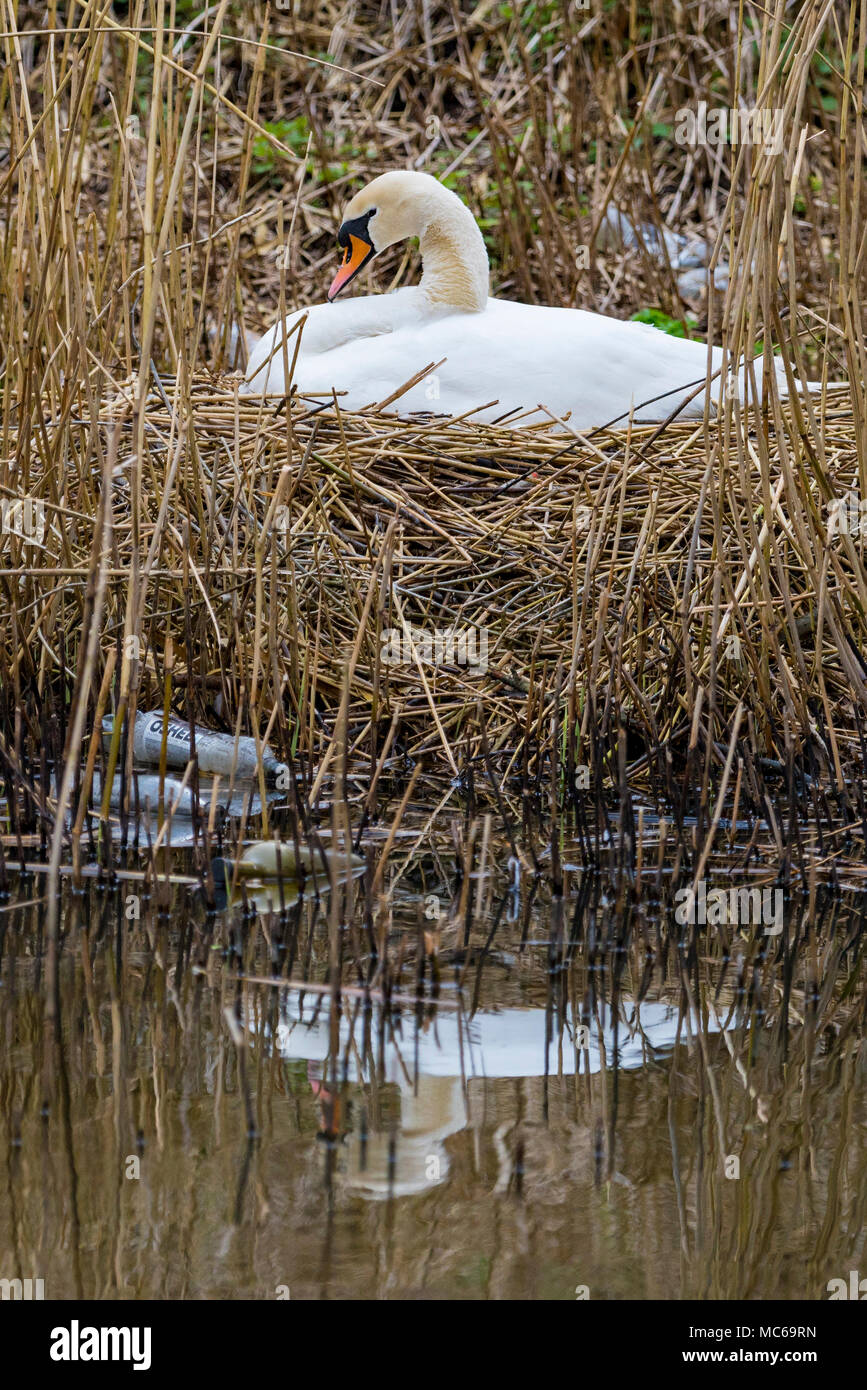 Female swan brooding on nest. Plastic bottle pollution Stock Photo - Alamy