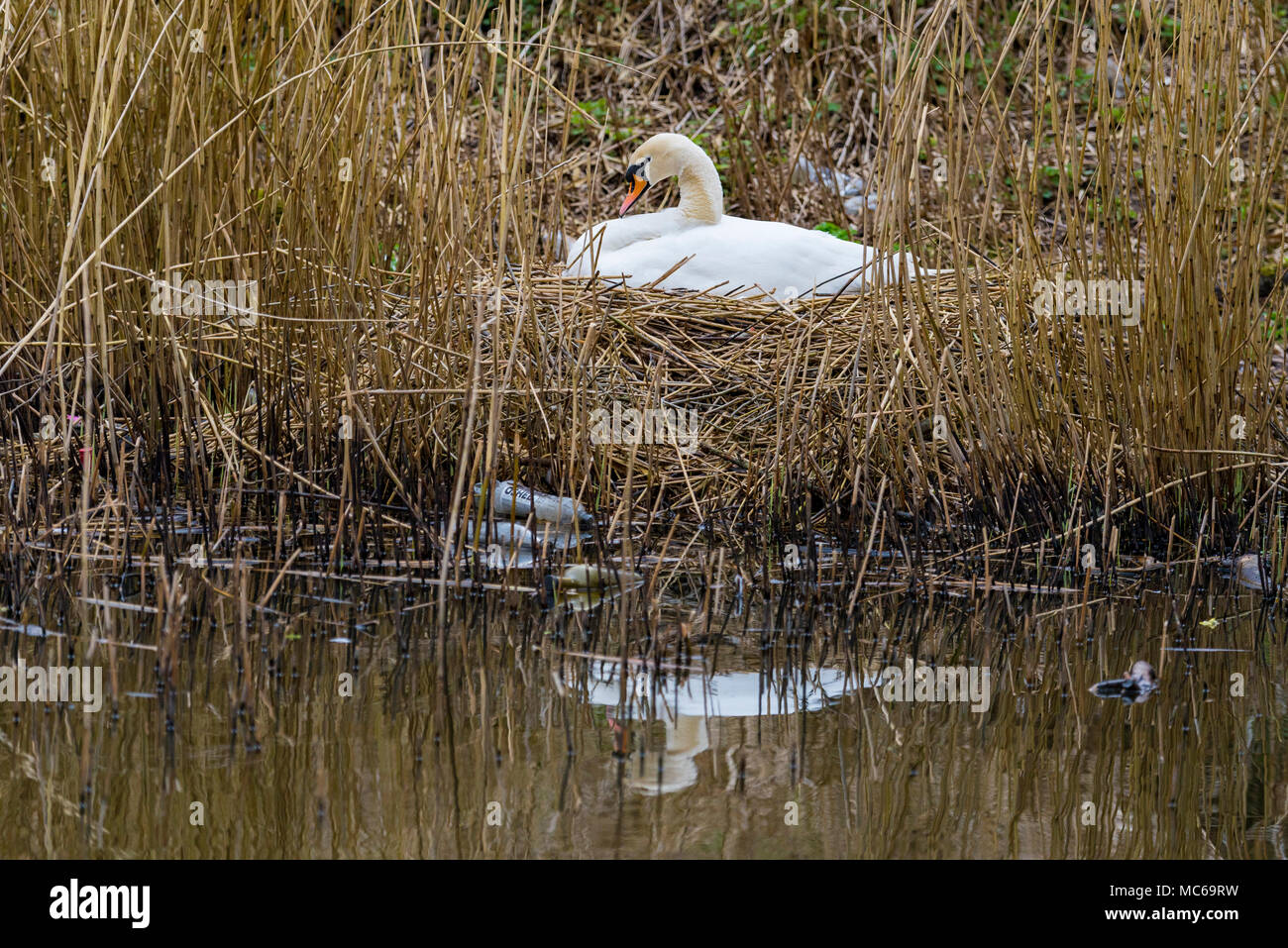 Female swan brooding on nest. Plastic bottle pollution Stock Photo - Alamy