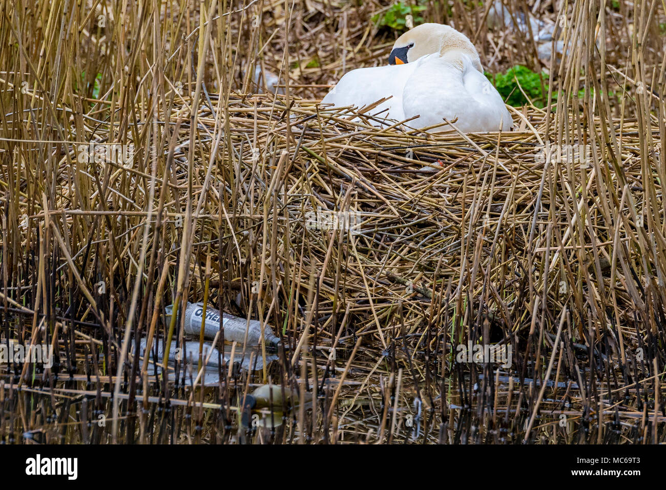 Female swan brooding on nest. Plastic bottle pollution Stock Photo - Alamy