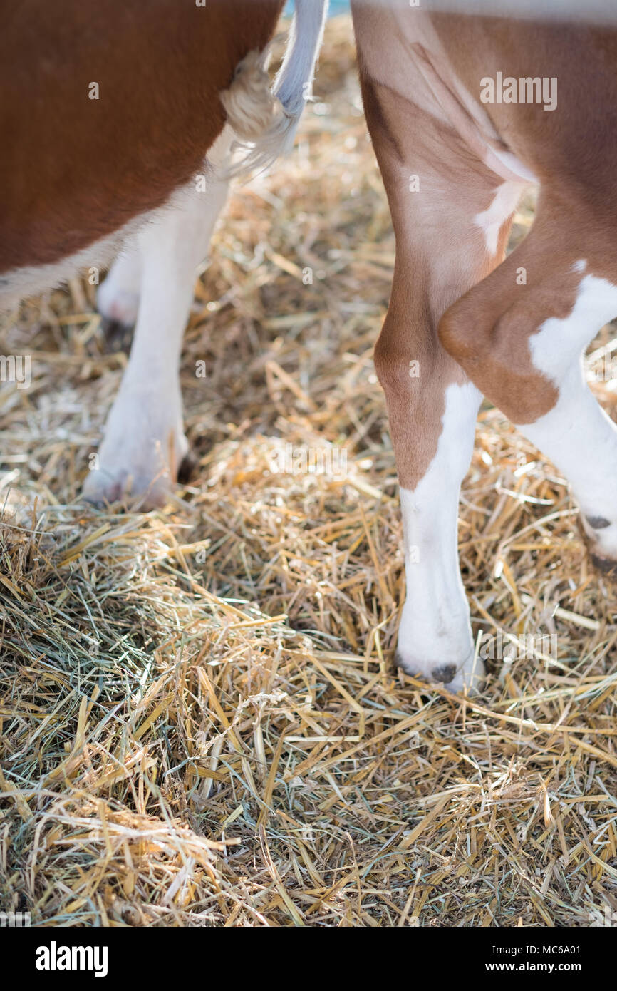 Cows back legs hi-res stock photography and images - Alamy