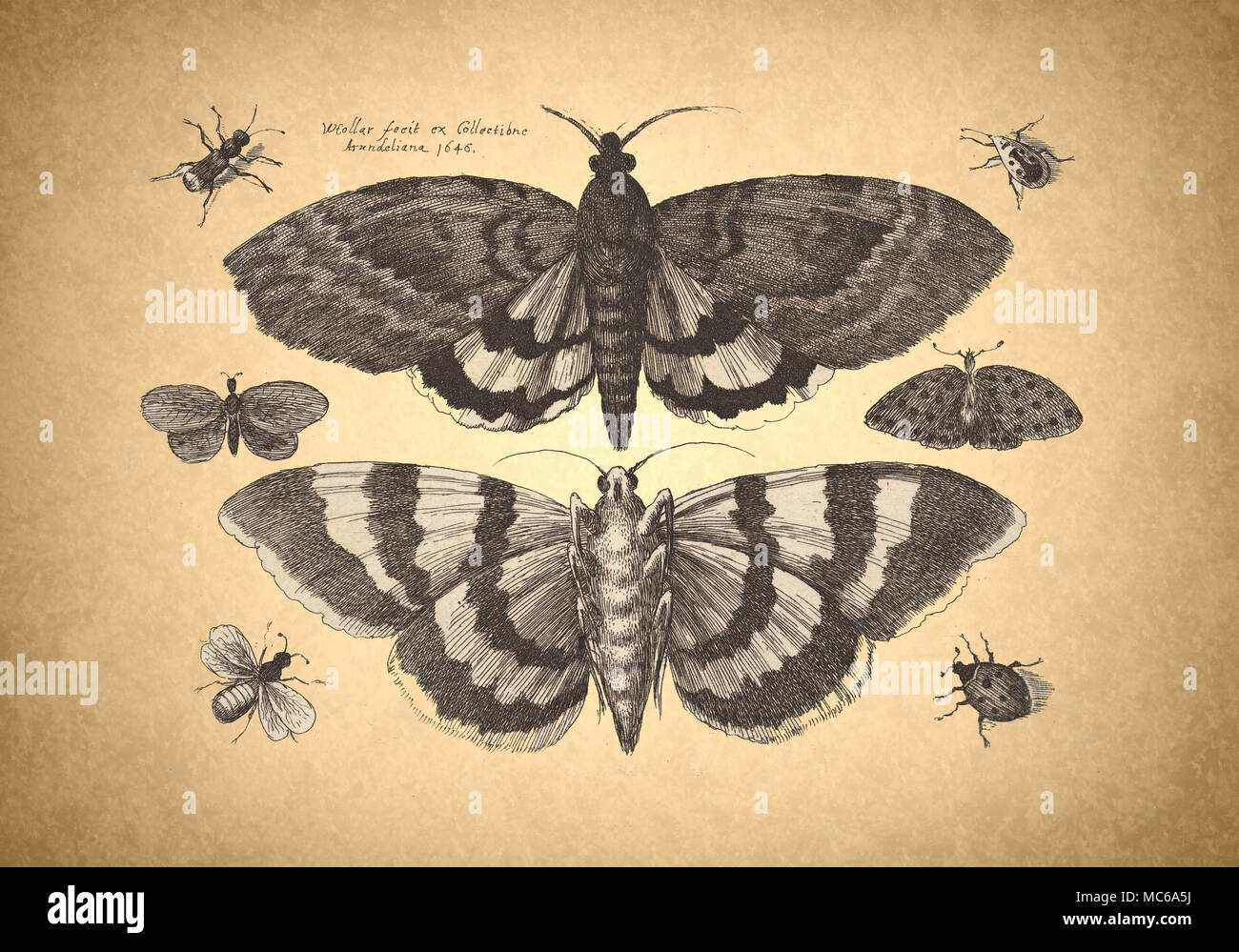 Six insects hi-res stock photography and images - Alamy