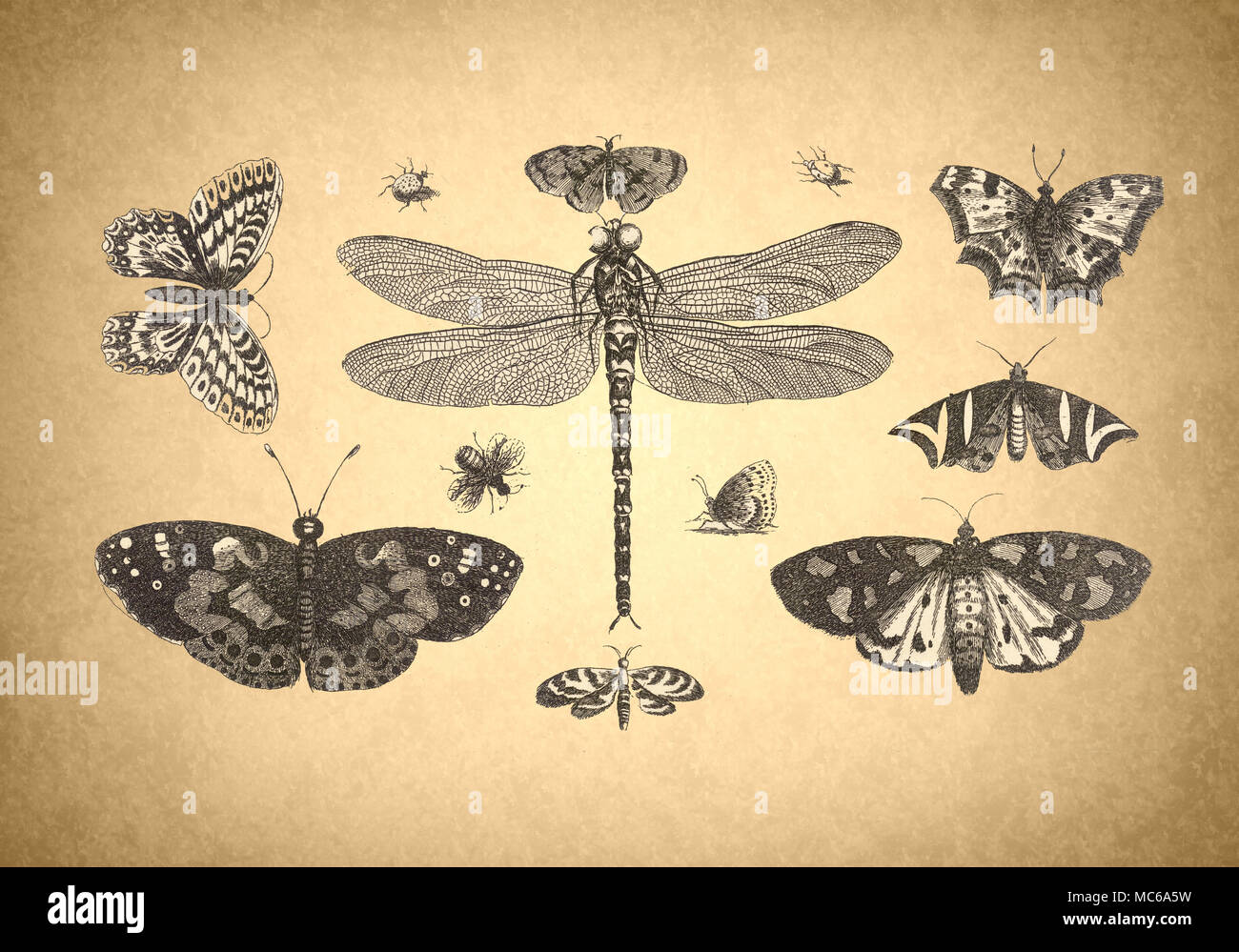 Six insects hi-res stock photography and images - Alamy