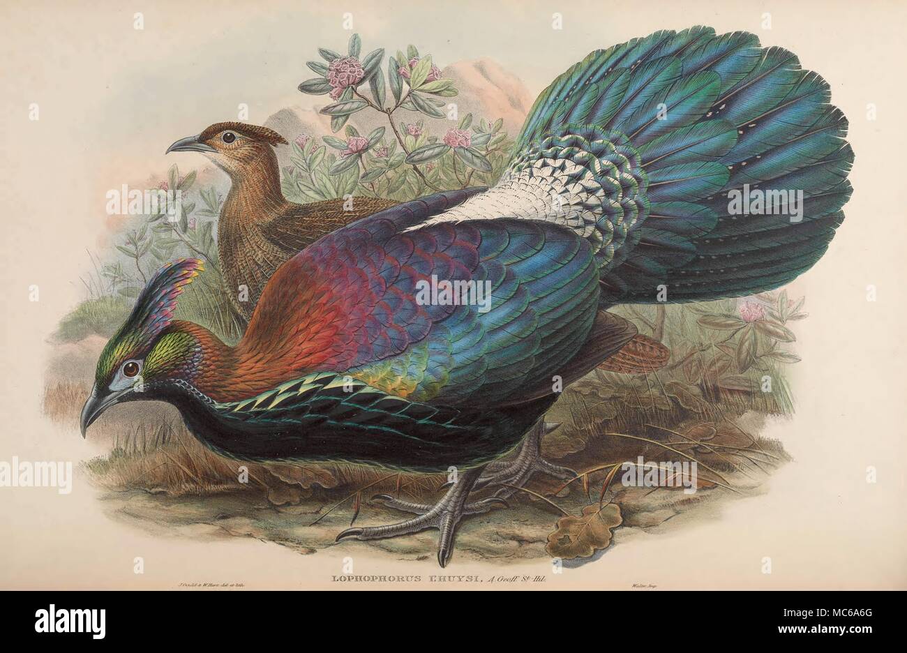 Lophophorus L`Huysi Bird of Asia J Gould Stock Photo - Alamy