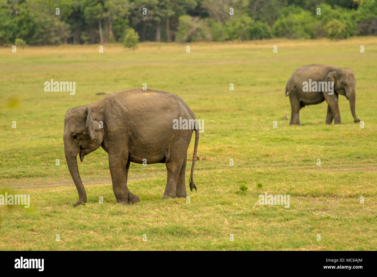 Sri Lanka, Minneriya National Park, tourist location, safari adventure ...