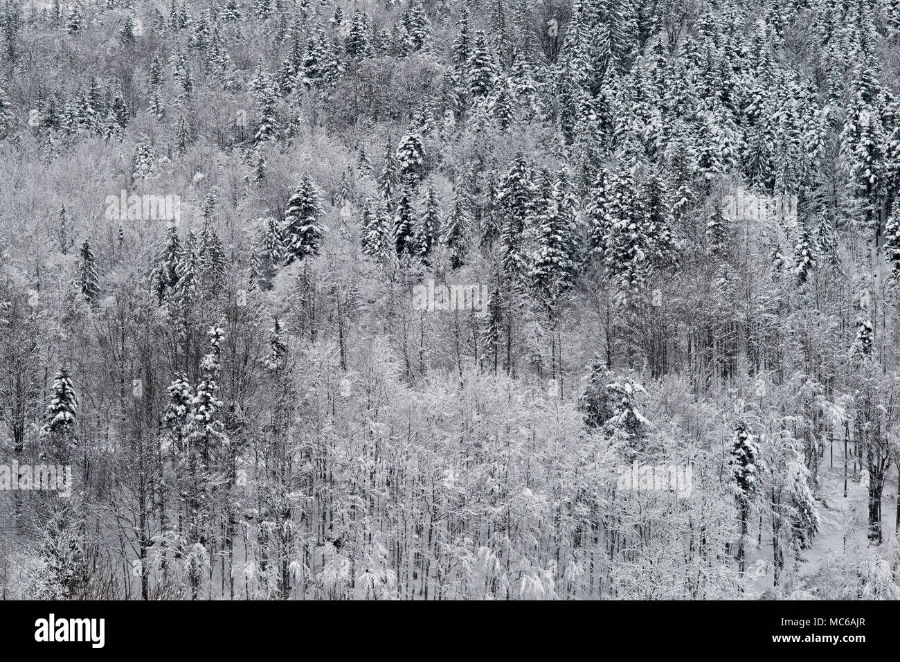 Snow mountain, winter forest landscape. Poland Stock Photo - Alamy