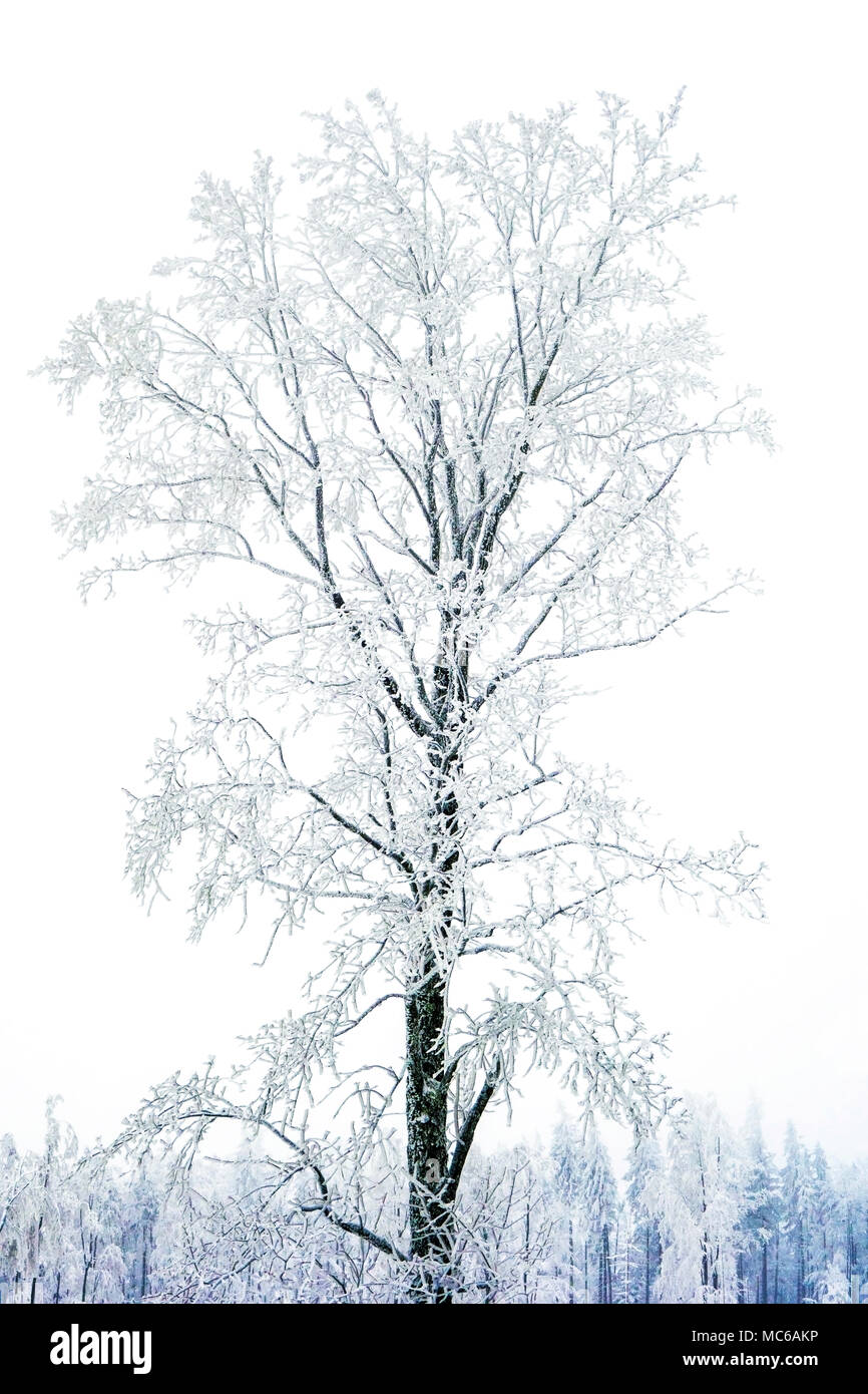 Tree isolated by contrast hi-res stock photography and images - Alamy