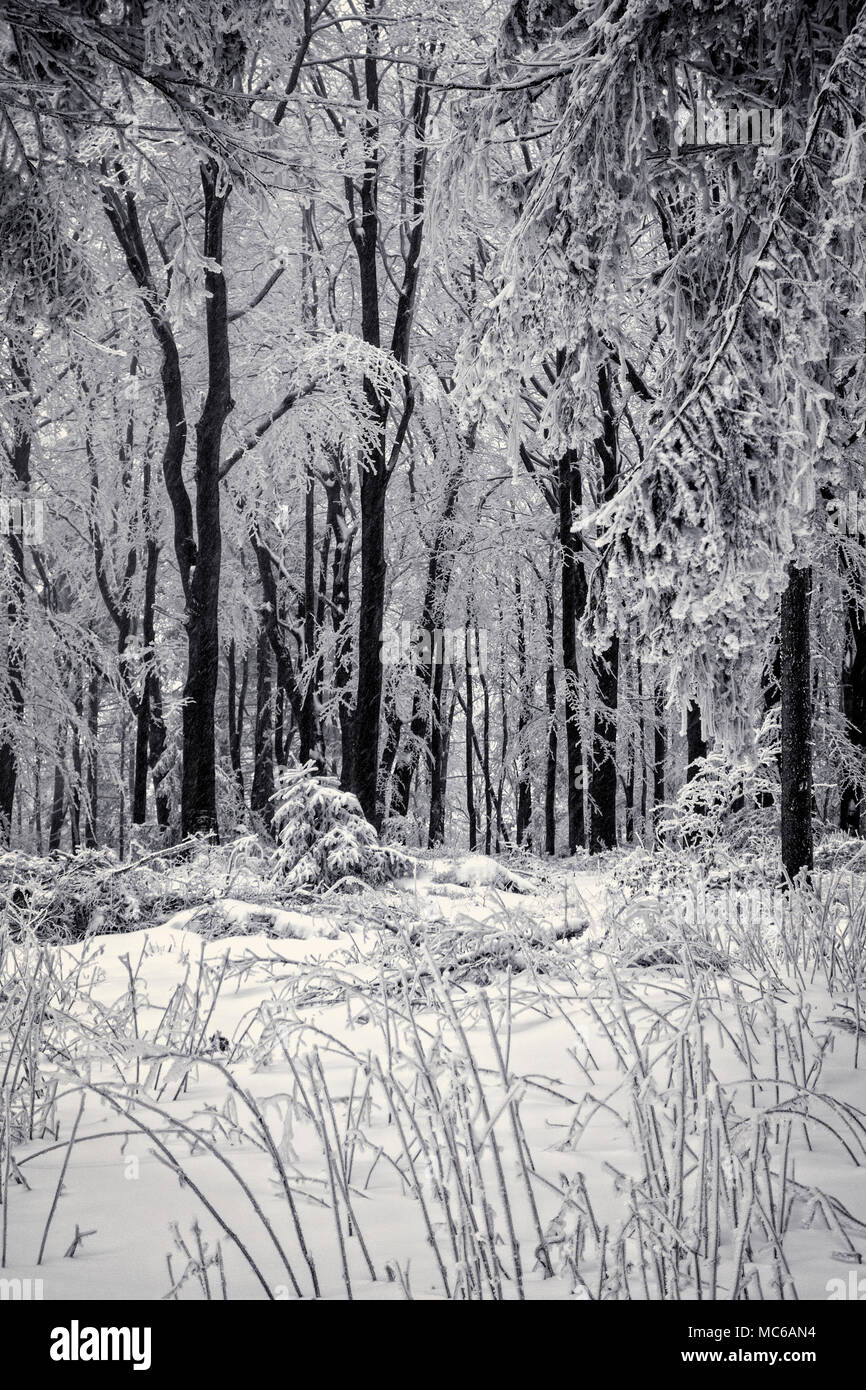 Blizzard forest hi-res stock photography and images - Alamy