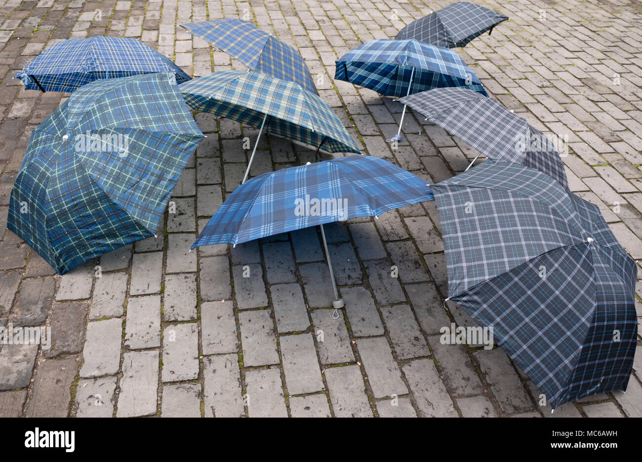 Umbrellas with blue check pattern canopy open and lying on ground to ...