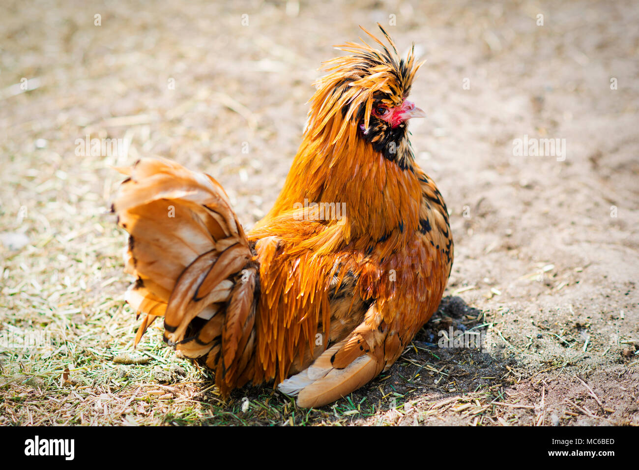Crazy Looking Chicken