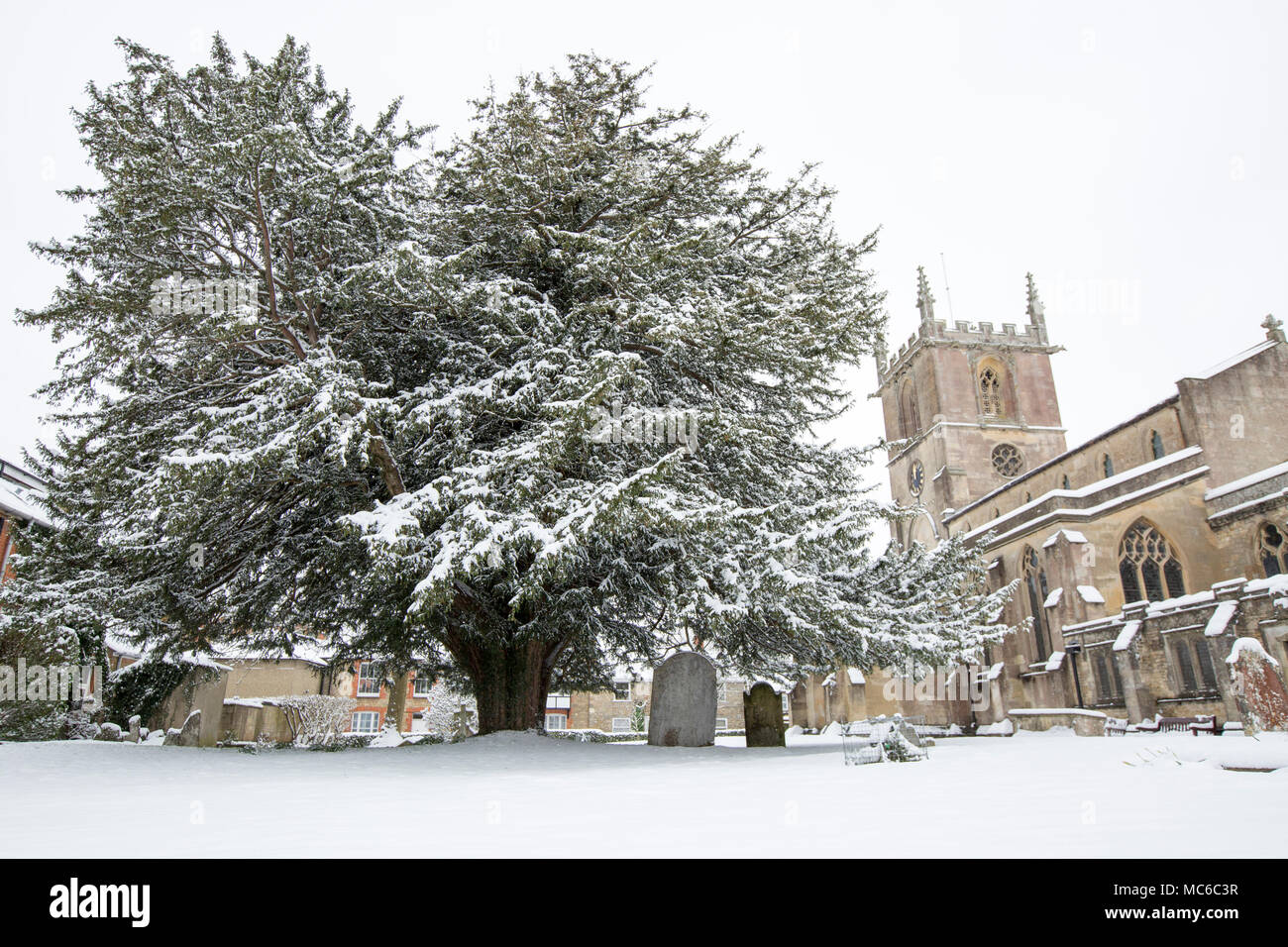 Yew tree in winter hi-res stock photography and images - Alamy