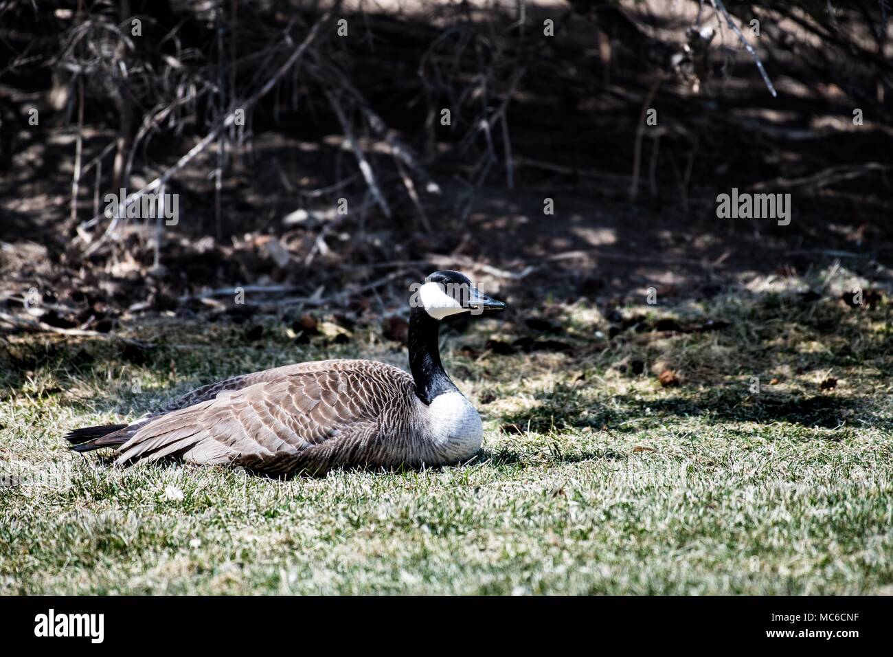 canadian goose on the water Stock Photo - Alamy