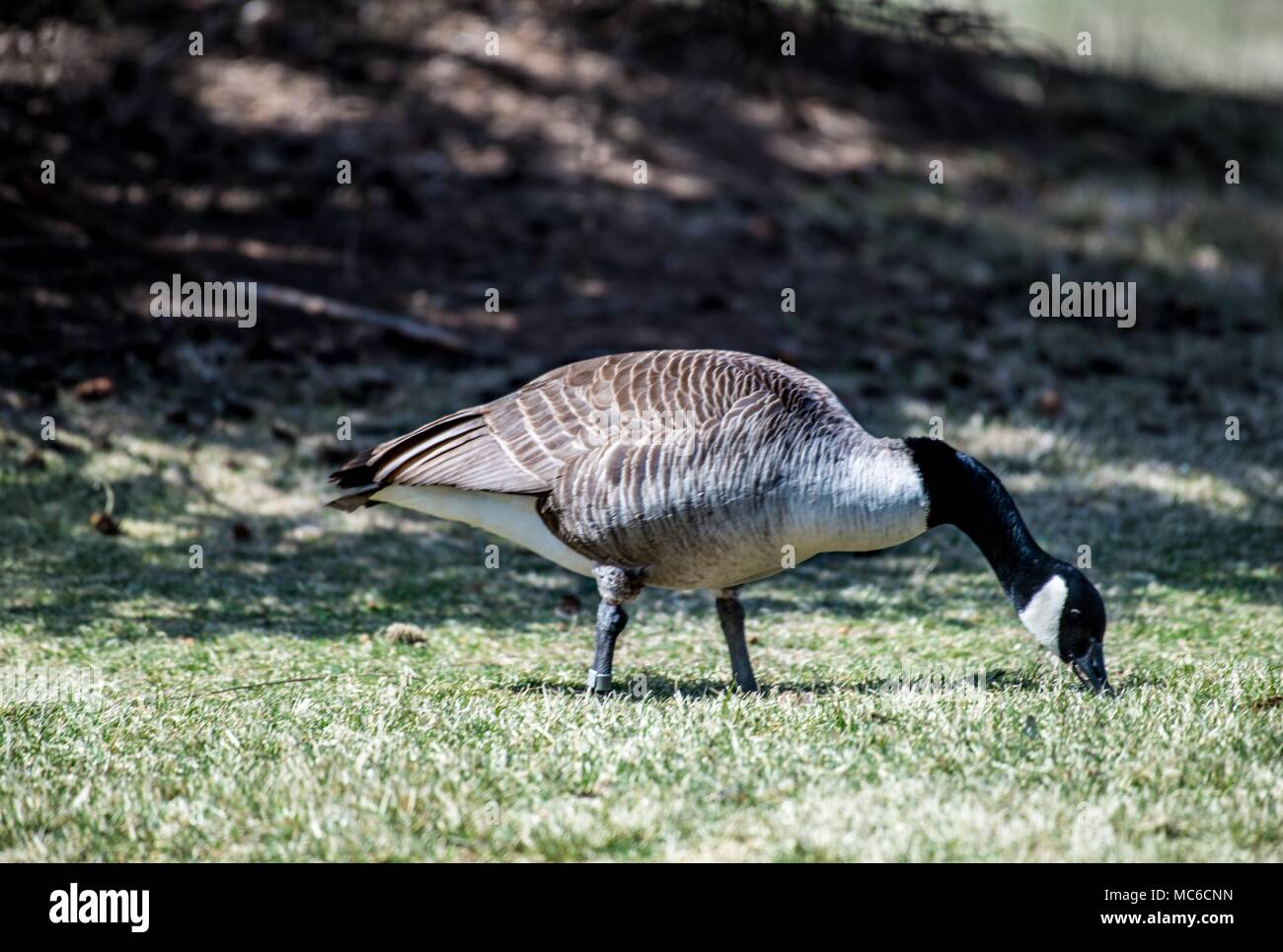 canadian goose on the water Stock Photo - Alamy