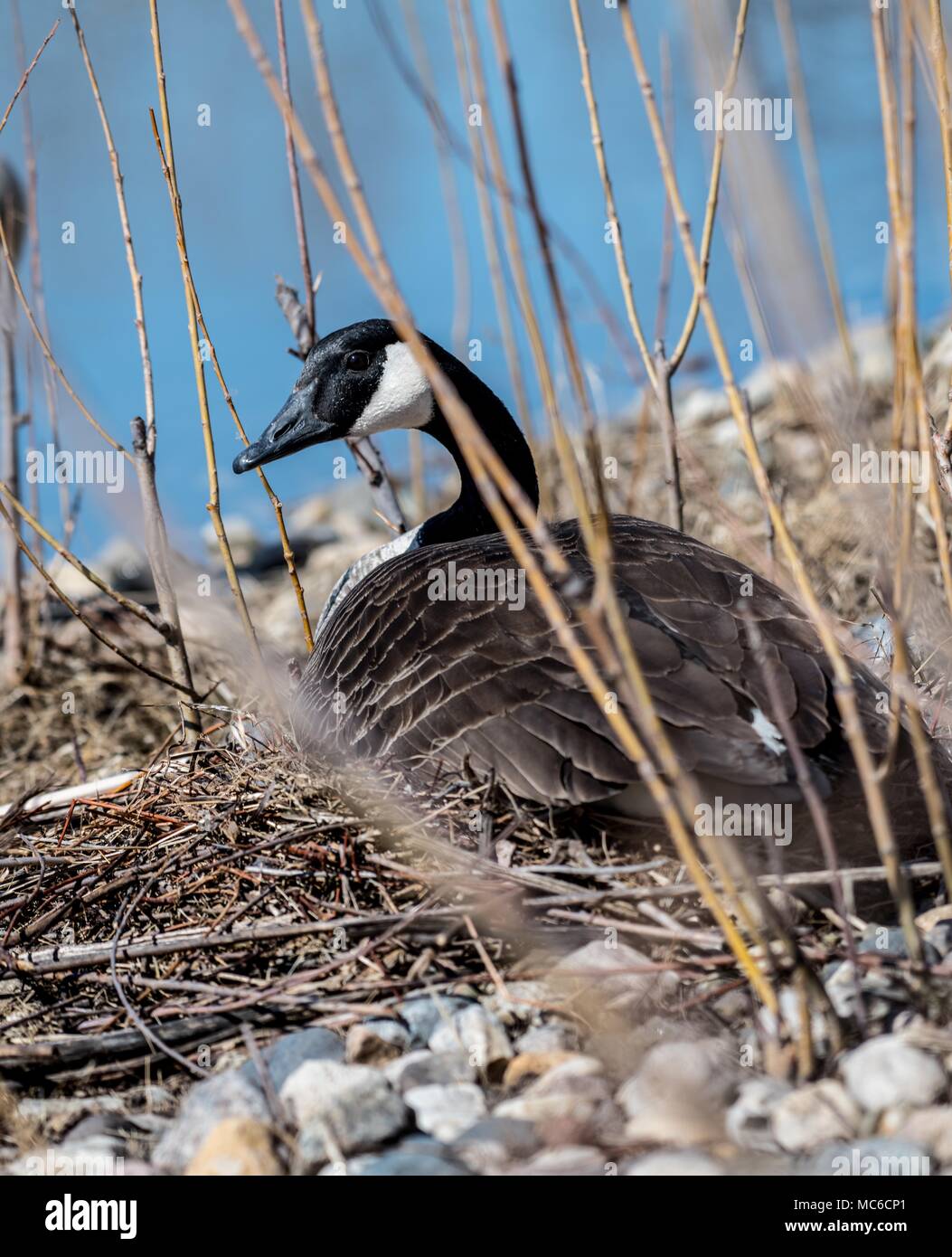 canadian goose on the water Stock Photo - Alamy