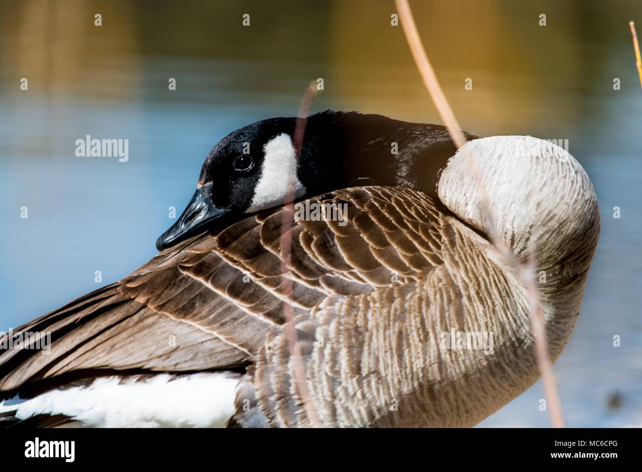 canadian goose on the water Stock Photo - Alamy