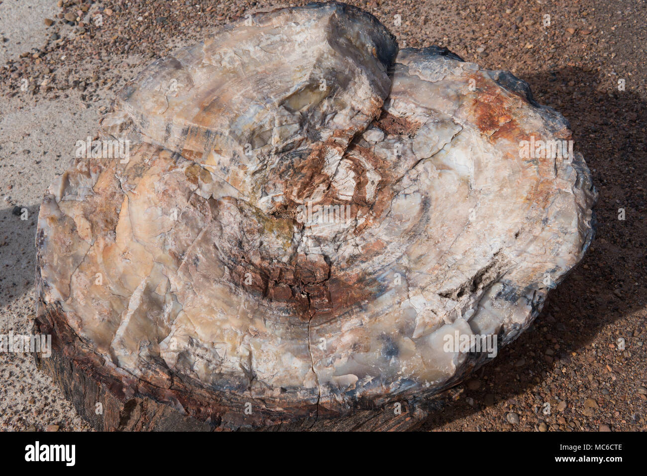 Indian fossil hi-res stock photography and images - Alamy