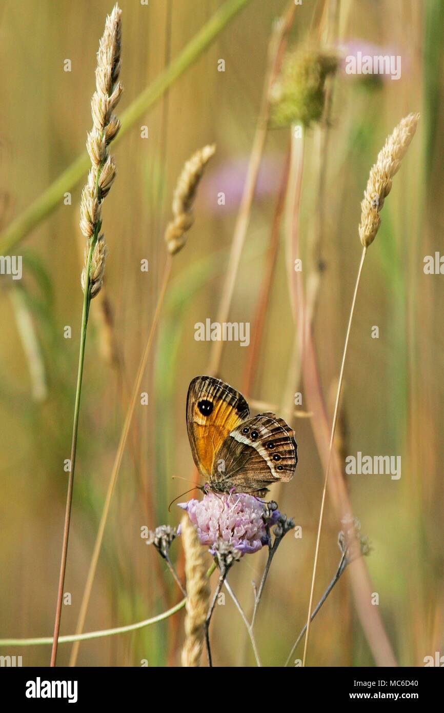 Spanish gatekeeper (Pyronia bathseba) sitting on blossom with closed ...