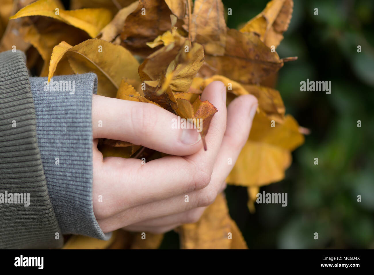 Autumn leaves in girl hands in the forest. Fall background. Close up ...