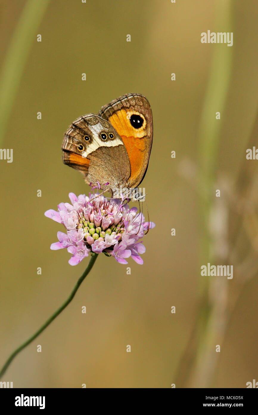 Spanish gatekeeper (Pyronia bathseba) sitting on blossom with closed ...