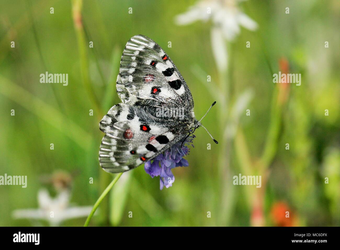 Apollo butterfly (Parnassius apollo) sitting on blossom with open wings ...