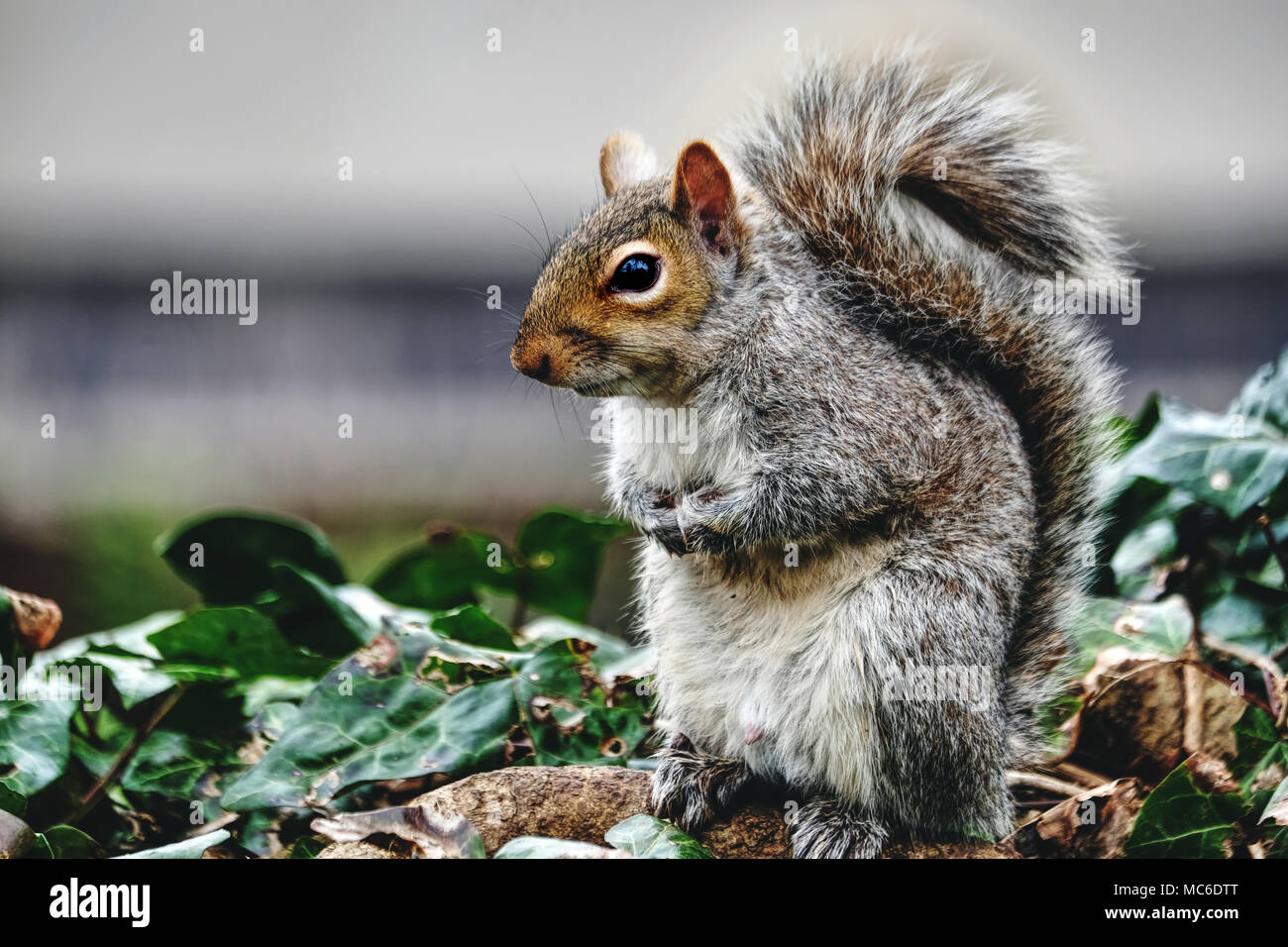 Grey Squirrel, close-up Stock Photo - Alamy