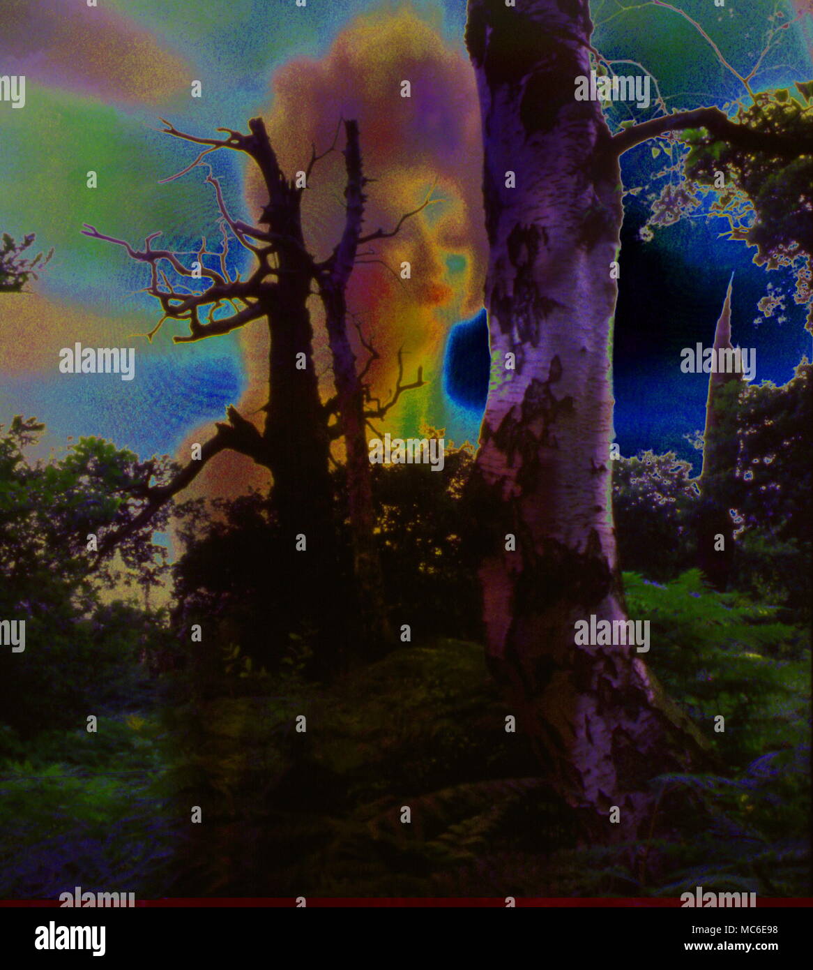 Haunted forest hi-res stock photography and images - Alamy