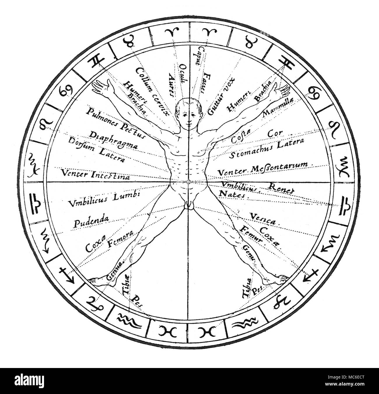 ASTROLOGY - ZODIACAL MAN A double zodiac (in mirror image) is used to ...