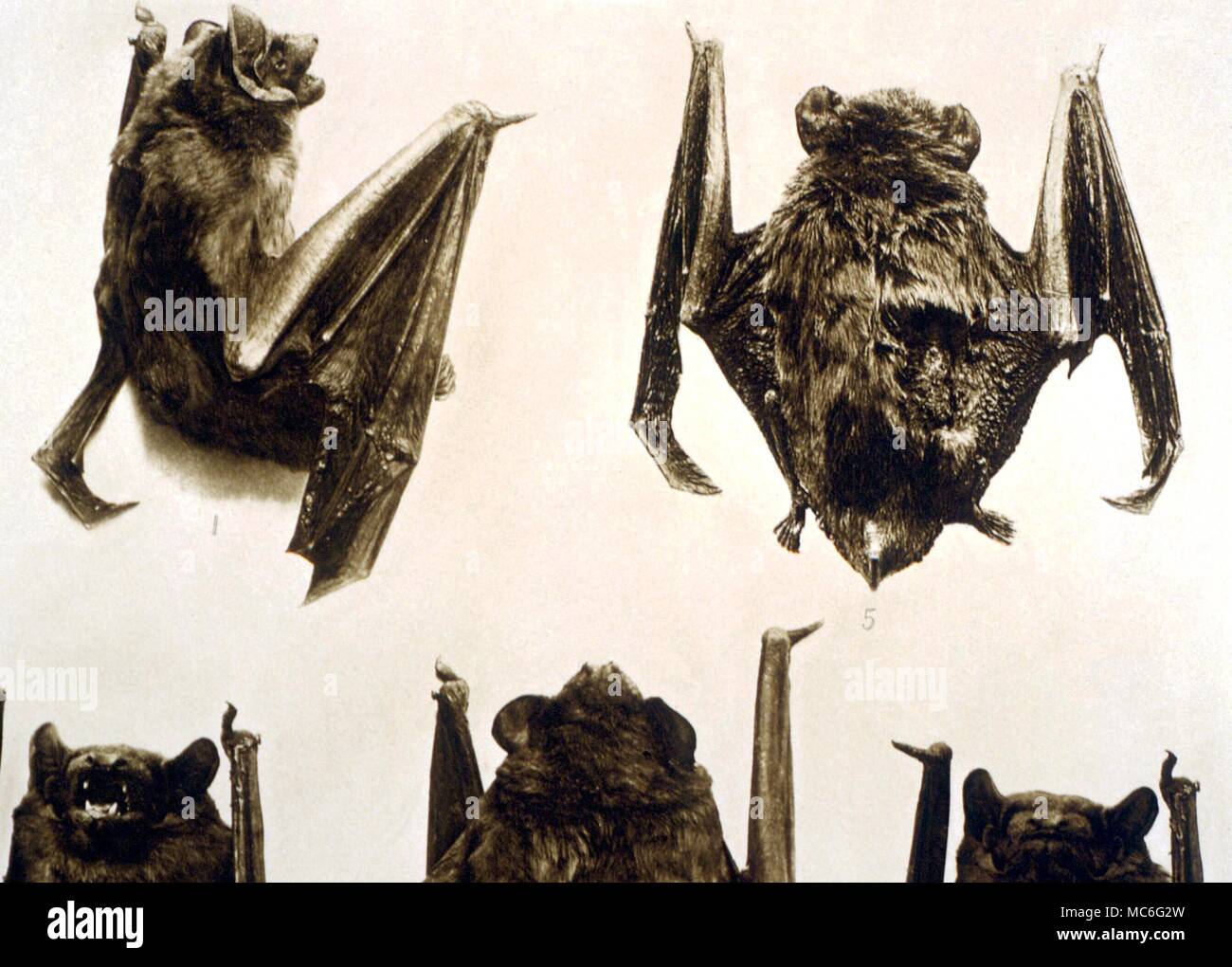 ANIMALS - bats To the left a Noctule, to the right, Leister's Bat ...