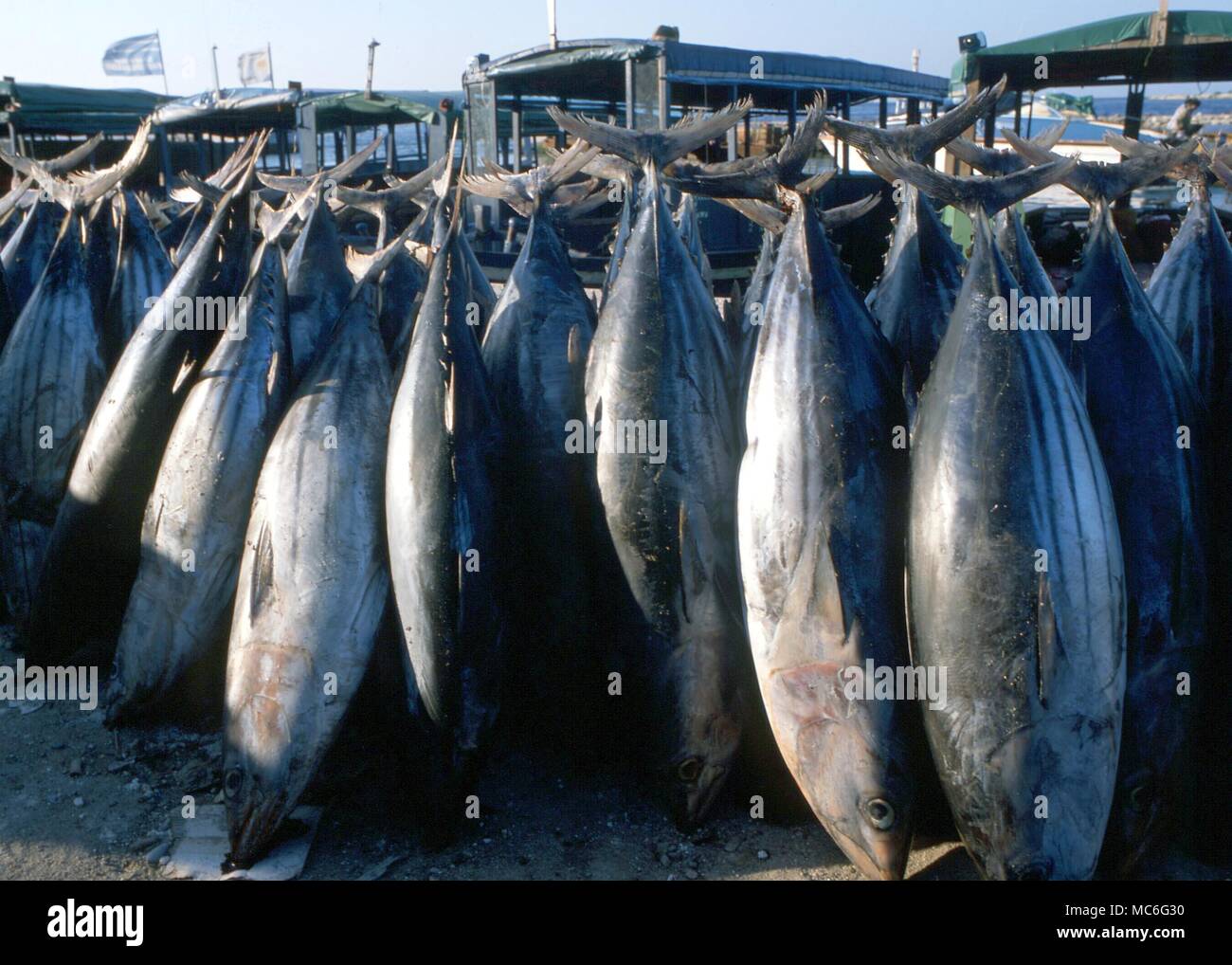 Fishing in Mali in the Maldives - tuna fish Stock Photo - Alamy
