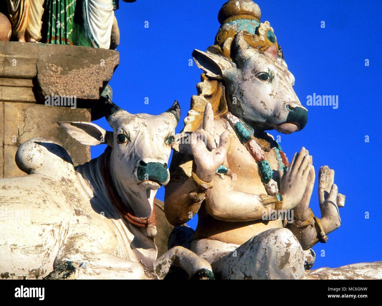 Cult bull hi-res stock photography and images - Alamy