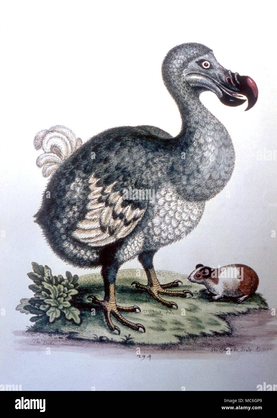 Historical engraving of a dodo hi-res stock photography and images - Alamy