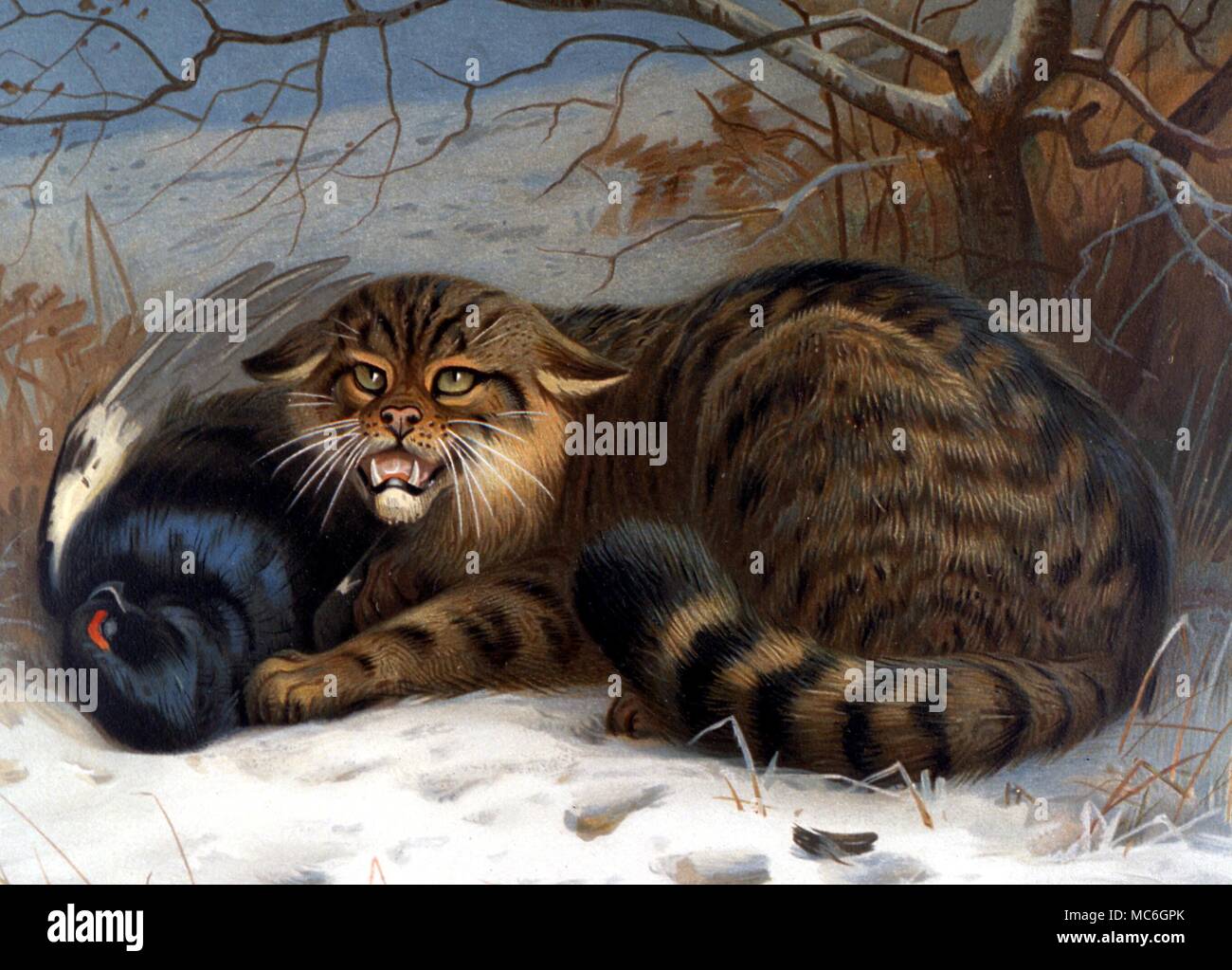 Lydekkers hi-res stock photography and images - Alamy