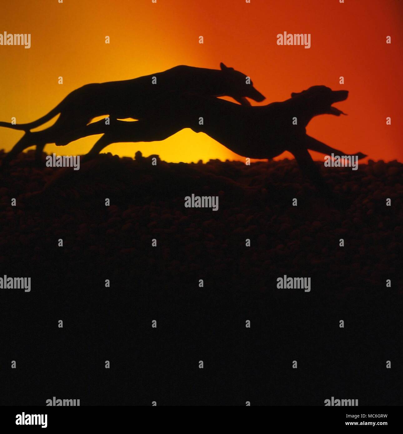 Two black dogs running together against a sunset sky Stock Photo - Alamy