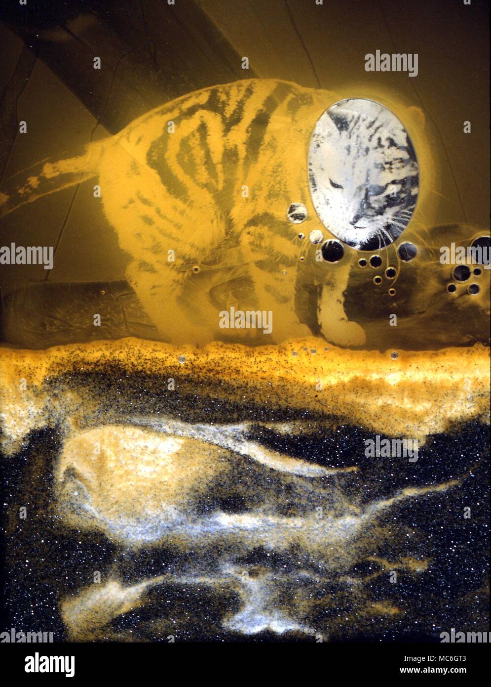 DREAMS - Montage of dream-nightmare, with ghostly cat Stock Photo - Alamy