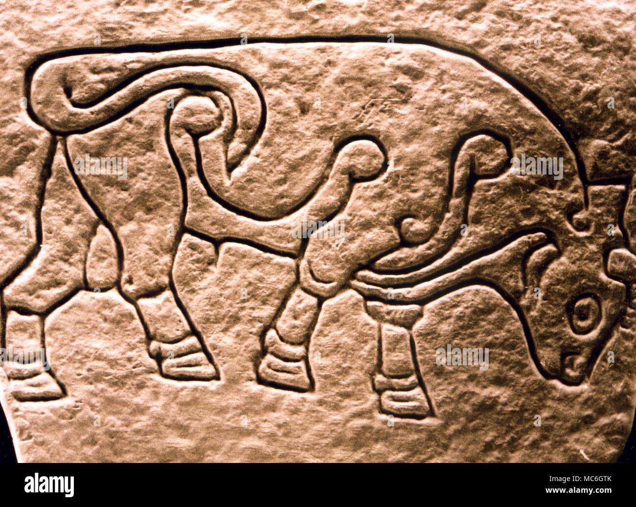 Pictish carving of a bull known as the 'Burghead Bull' because it was ...