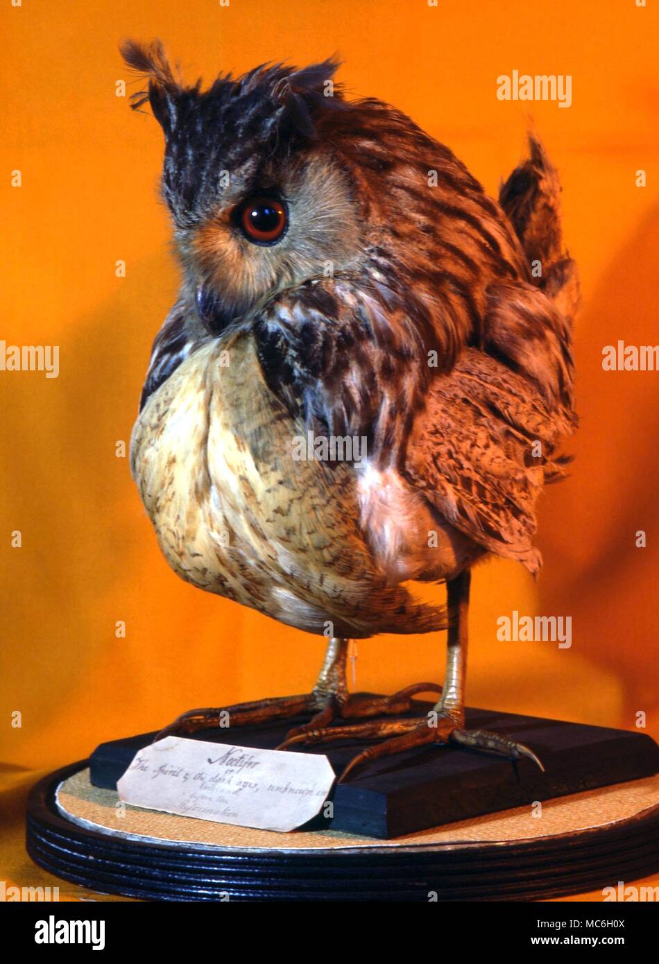 MONSTERS - THE NOCTIFER. A taxidermy creation of Charles Waterton (1782 ...