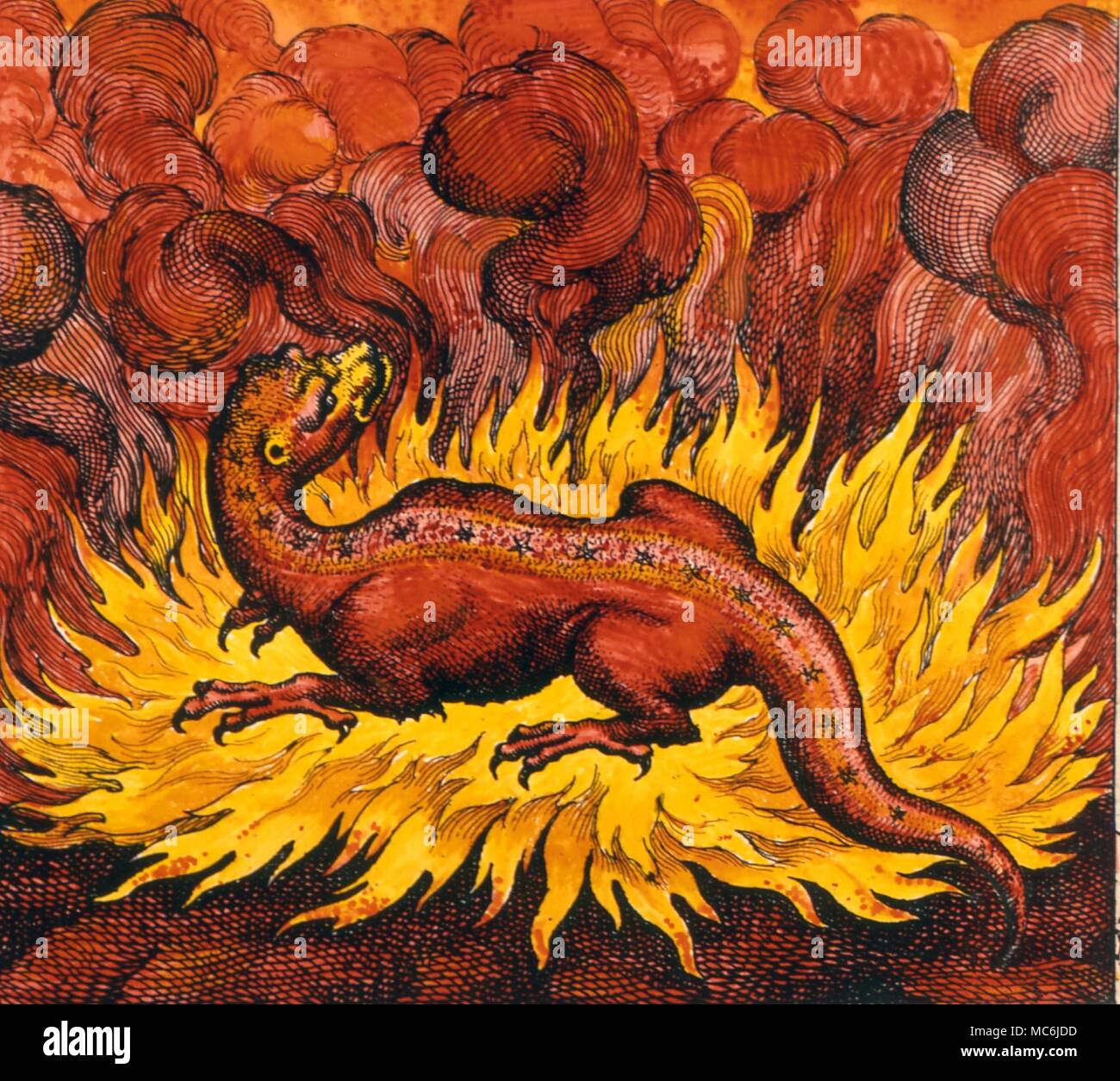ALCHEMY - Salamander of Fire. The salamander, whose proper element is ...