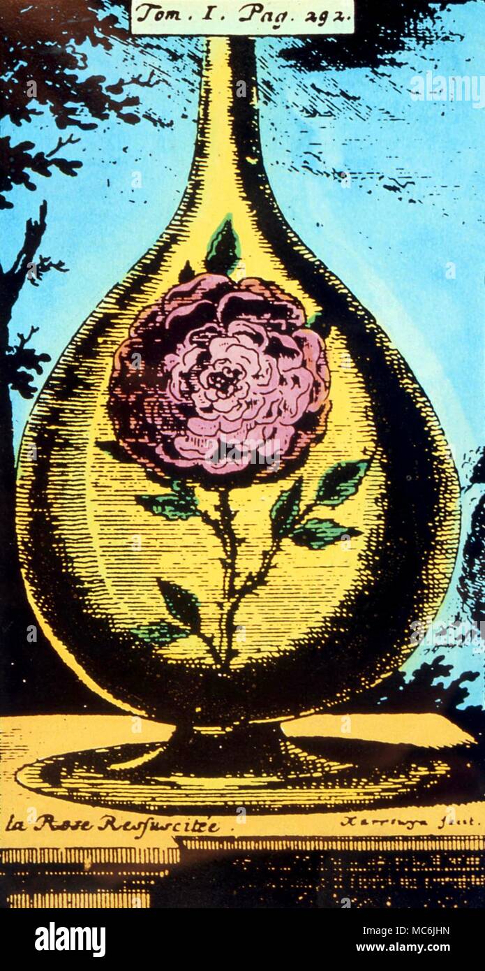 ALCHEMY - PALINGENESIS. Rebirth (by Palingenesis) of a dead rose or ...