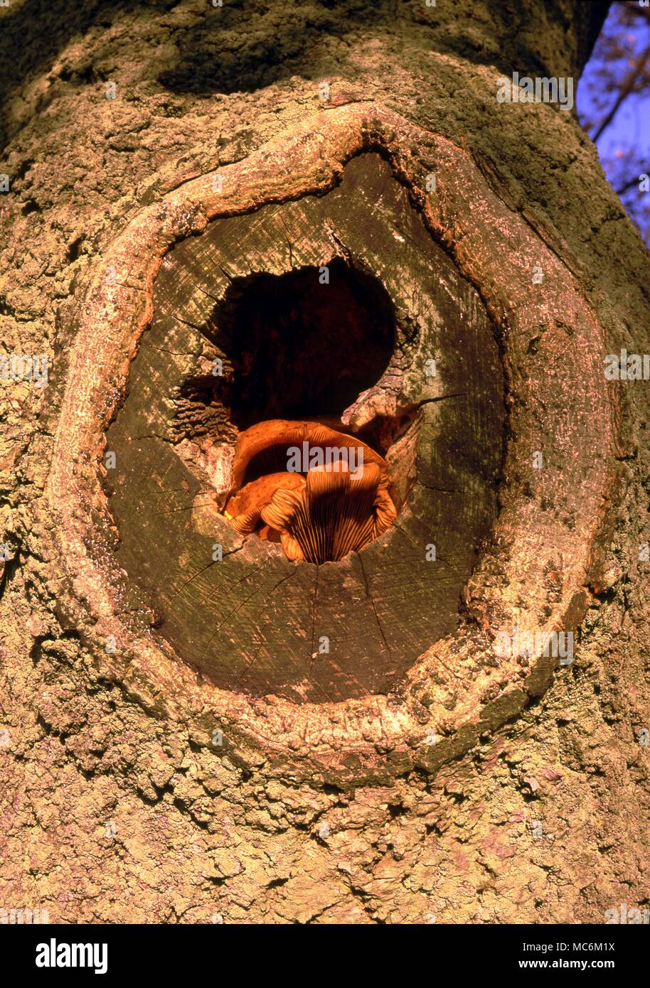 Plants - Fungus growth in the bole of a tree Stock Photo - Alamy