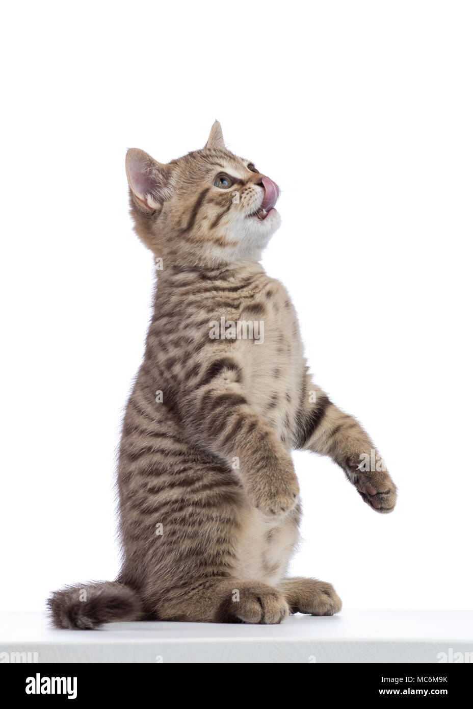 Cat standing on its hind legs, asks food Stock Photo - Alamy