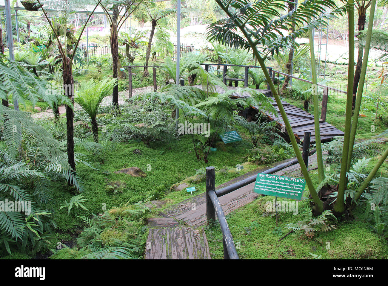 Fern doi inthanon nature park hi-res stock photography and images - Alamy