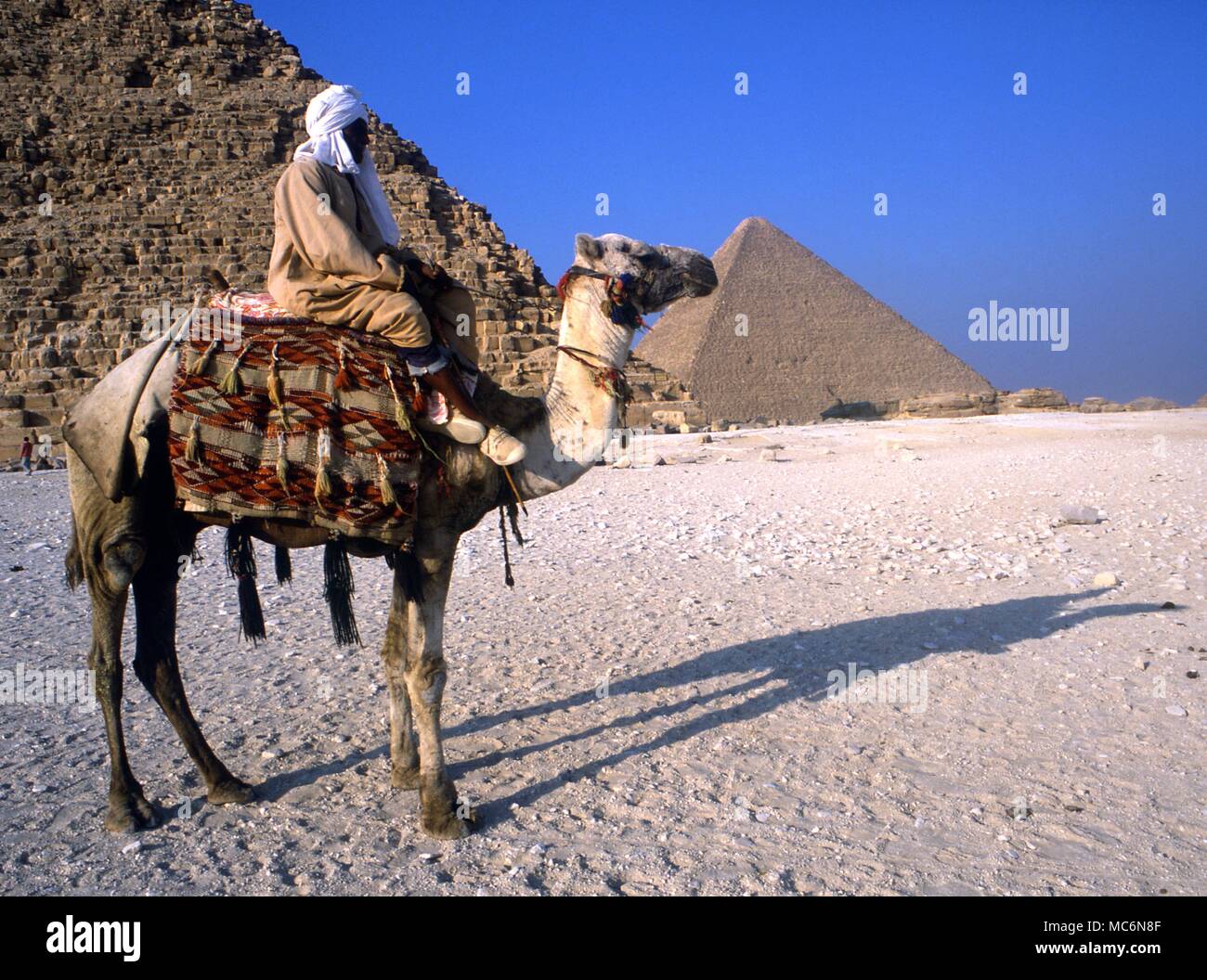 Egypt Giza Pyramid and Camel Stock Photo - Alamy