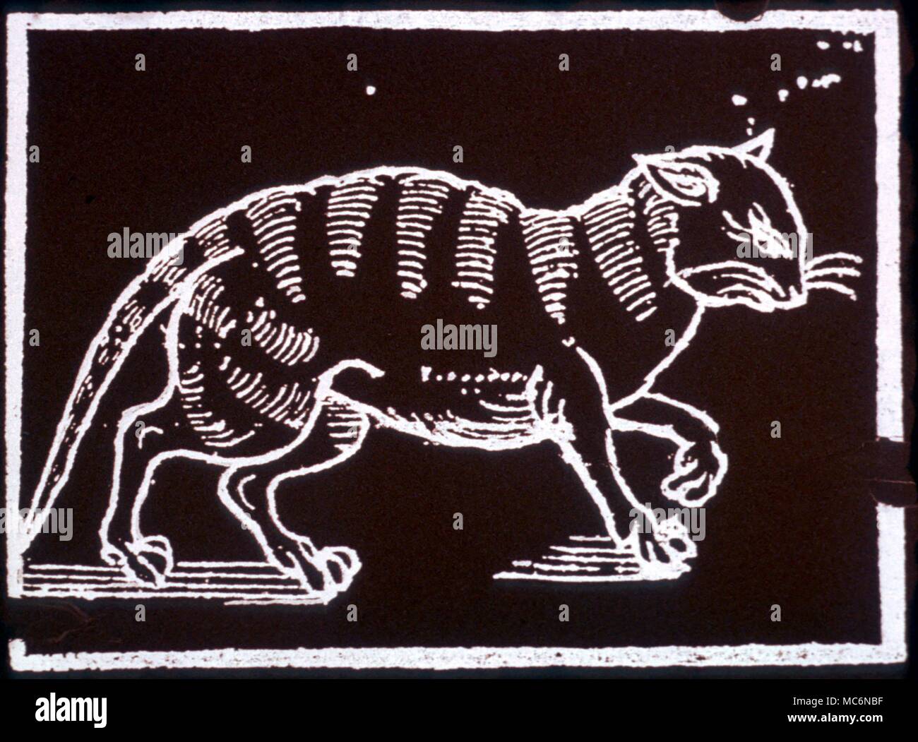 Cat Witch Familiar Cat as familiar from the 1579 pamphlet Aa Rehearsall ...