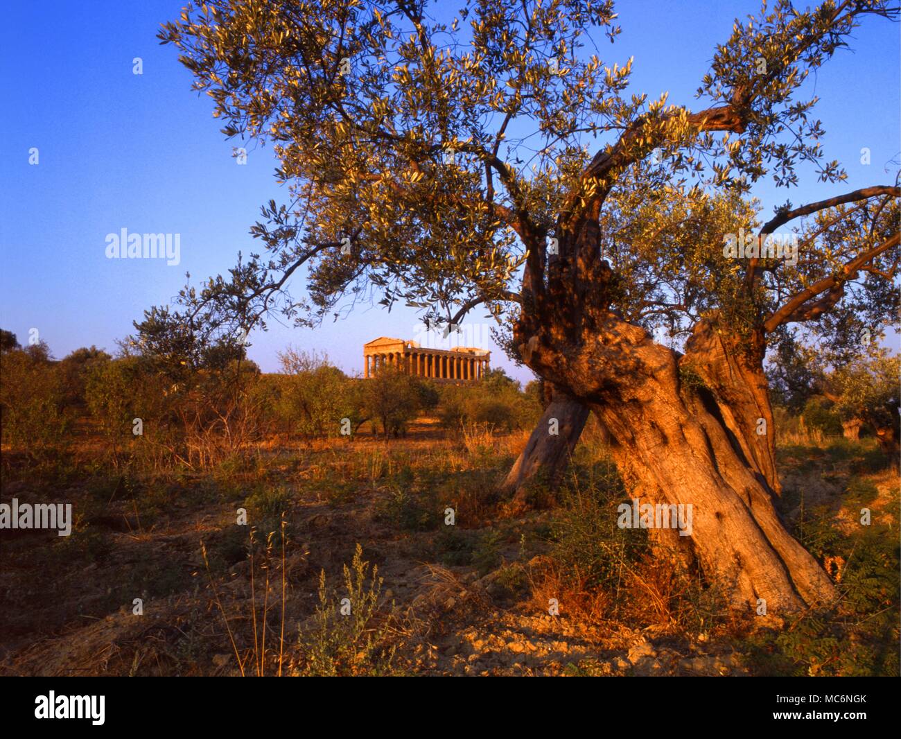 450 450 bc hi-res stock photography and images - Alamy