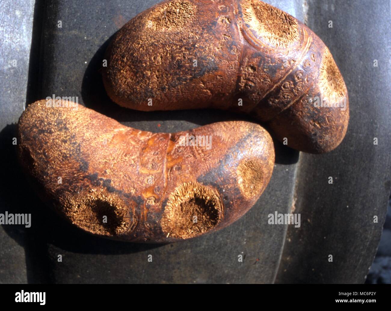 Chinese divination beans (Pua Pou), used for simplistic divination to ...