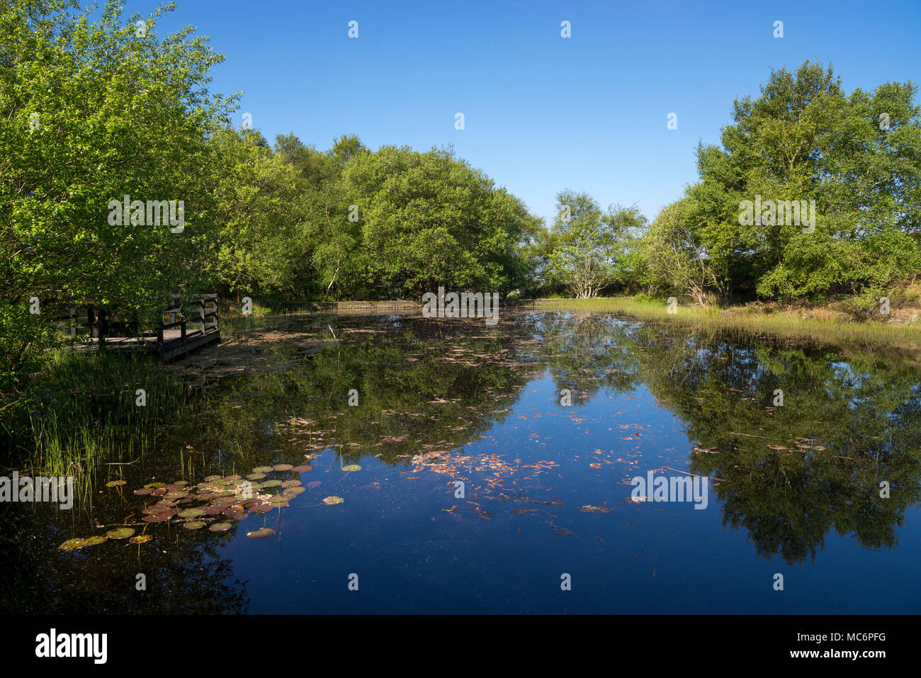 Small pond at Gwaith powdr nature reserve near Penrhyndeudraeth, North ...