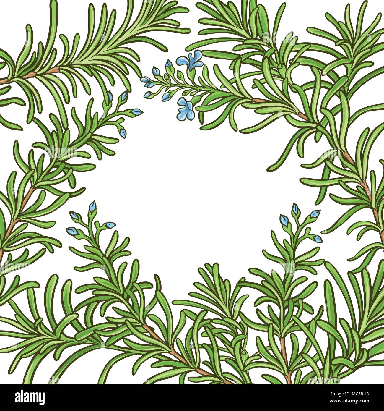 Plant rosemary on white Stock Vector Images - Alamy