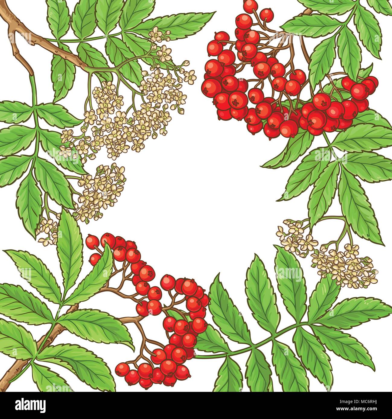 Rowan tree vector vectors hi-res stock photography and images - Alamy