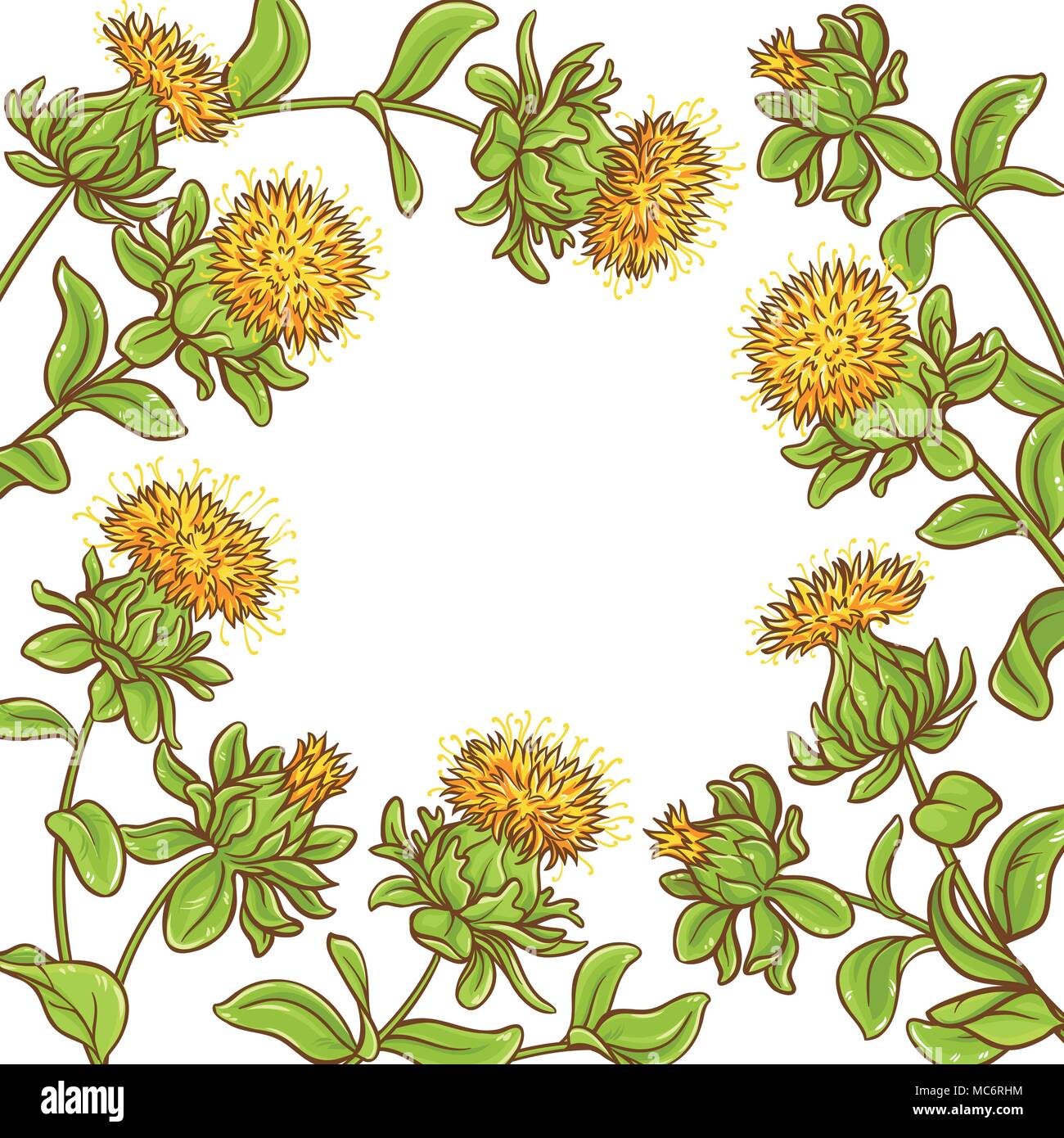 safflower plant vector frame on white background Stock Vector Image ...