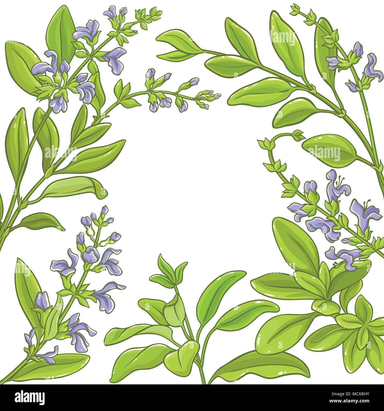 sage branch vector frame on white background Stock Vector Image & Art ...