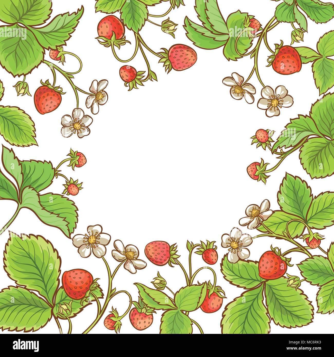 strawberry plant vector frame on white background Stock Vector Image ...